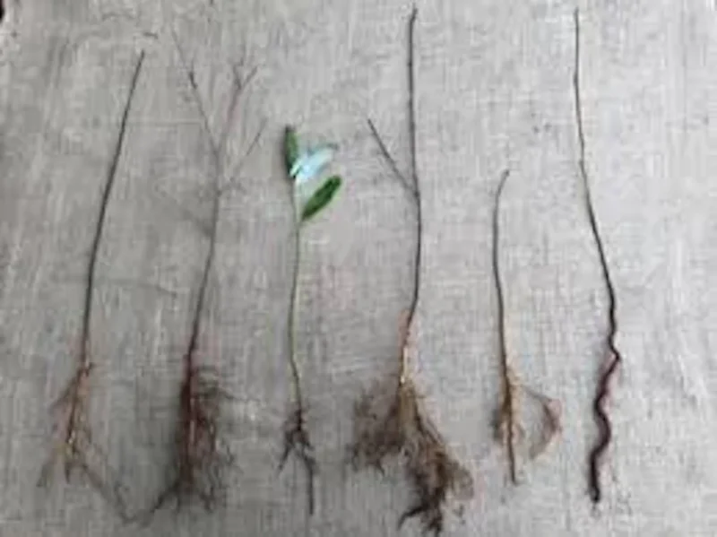 Eastern Redbud Tree - 12-24in Tall Bare Root