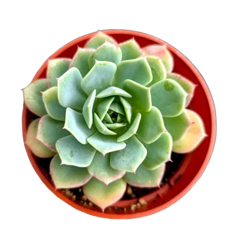 Echeveria 'Abalone' Succulent Plant - Easy Care Houseplant