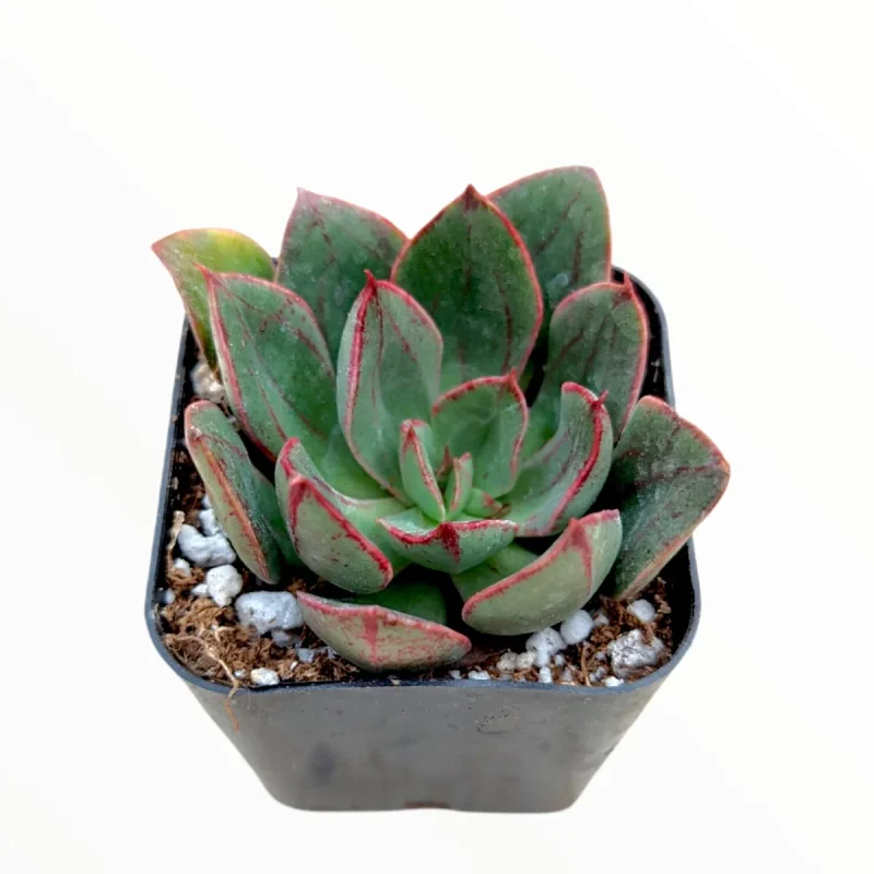 Echeveria 'Ana Lu' Succulent Plant - Drought-Tolerant Beauty
