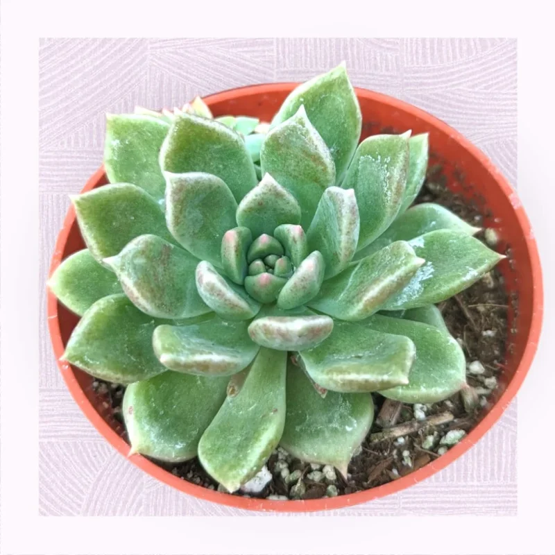 Echeveria Melody Succulent Plant - Easy Care & Drought Tolerant