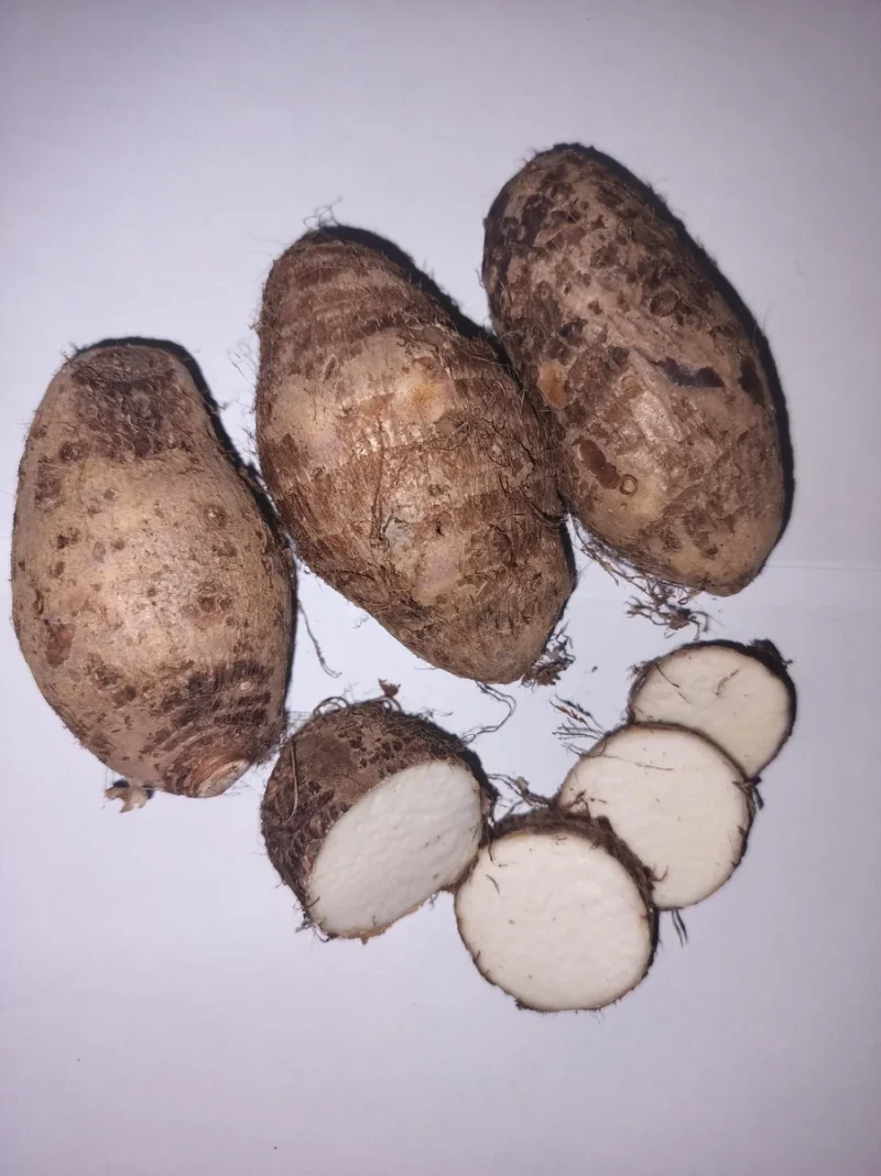 Eddoe Corms for Planting & Cooking - Tropical Vegetable