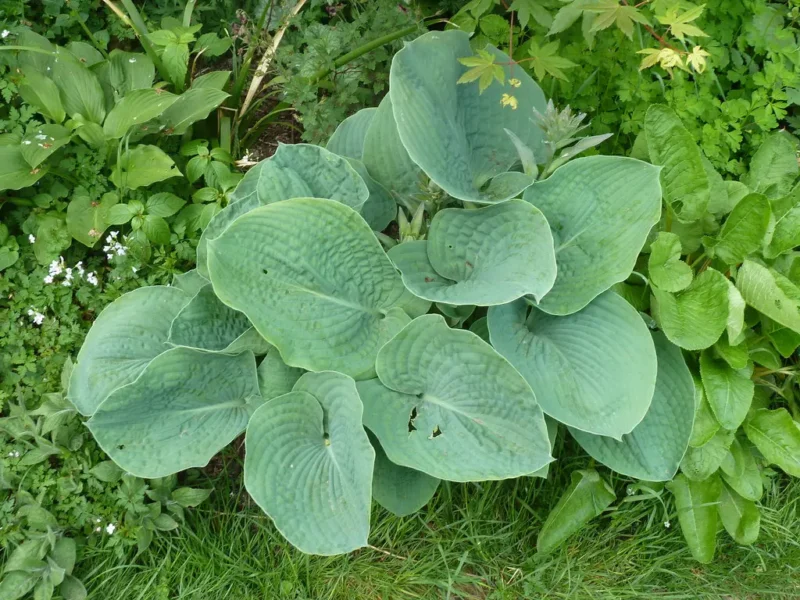 Elegans Hosta Bareroot Plant - Lush Blue-Green Foliage