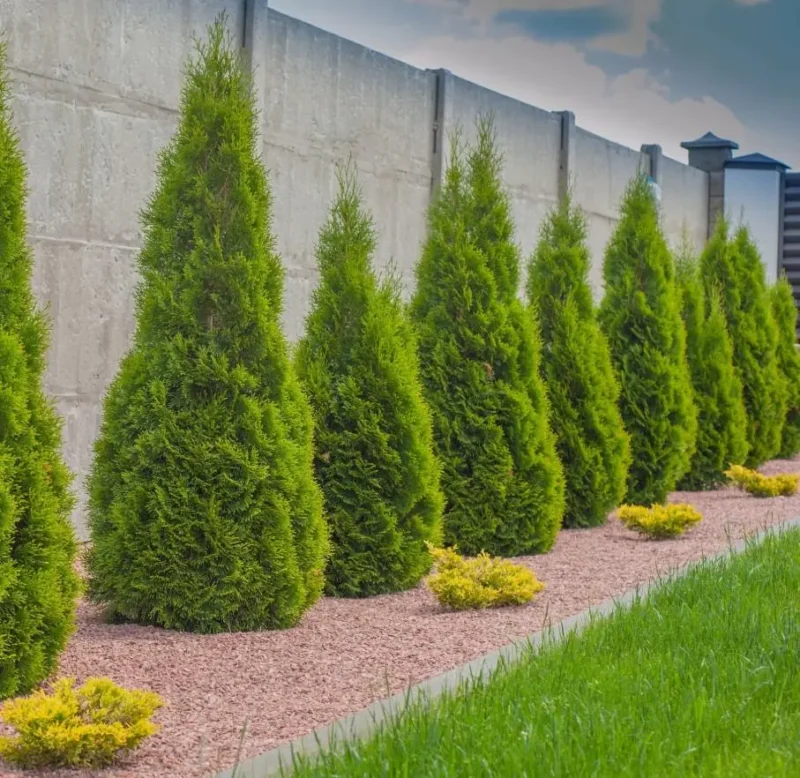 Emerald Green Arborvitae Live Tree - 6-12" Tall - Privacy Hedge