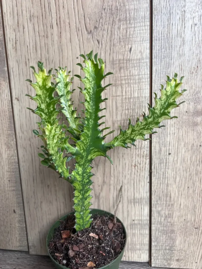 Euphorbia Lactea Variegated Dragon Bone - 4" Pot Succulent