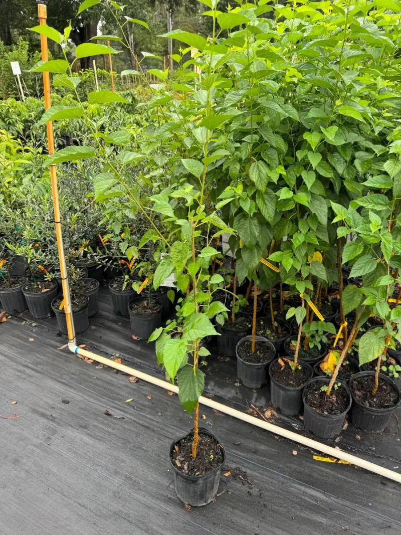 Everbearing Mulberry Tree - 3 Gallon, 3 Feet Tall Plant
