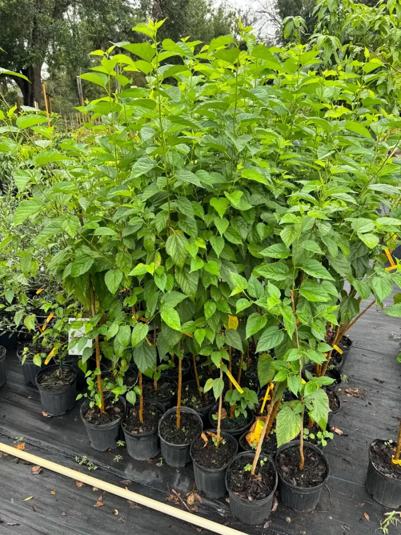 Everbearing Mulberry Tree - 3 Gallon, 3 Feet Tall Plant