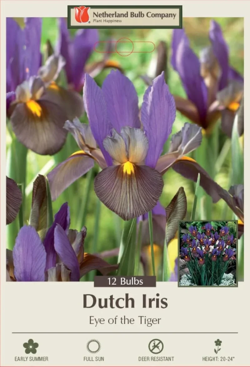 Eye of the Tiger Dutch Iris Bulbs - 12 Pack - Vibrant Blooms