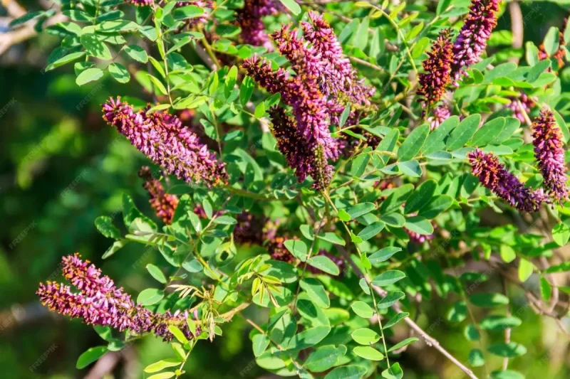 False Indigo Plant Live (Amorpha fruticosa) 12-16 Inches Tall
