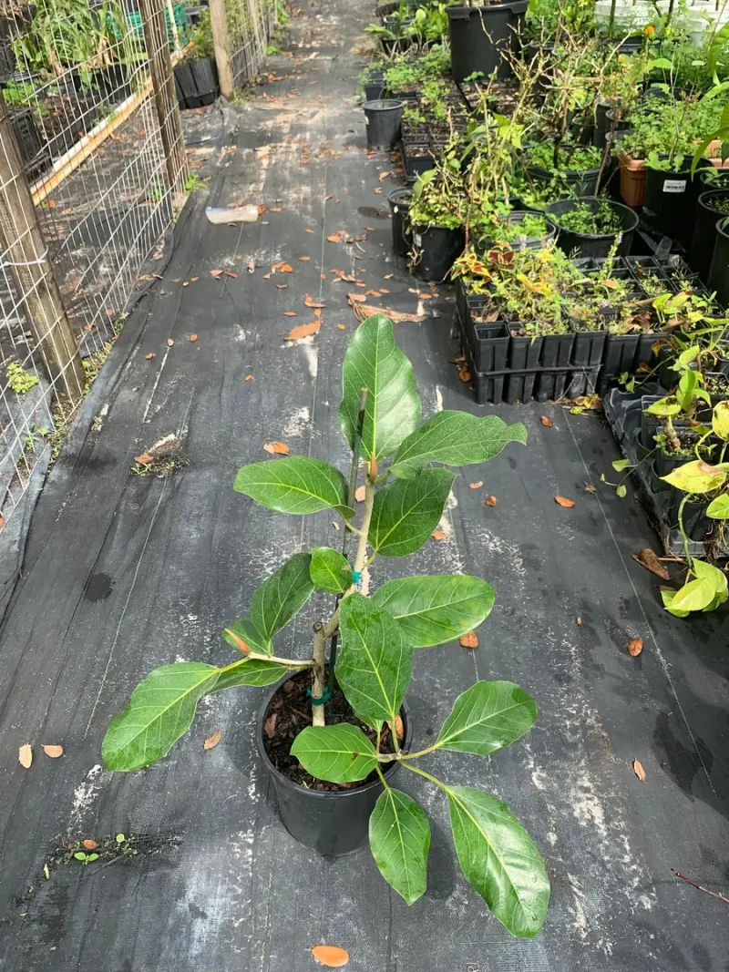 Ficus Audrey Live Plant - Healthy Banyan Tree for Indoors