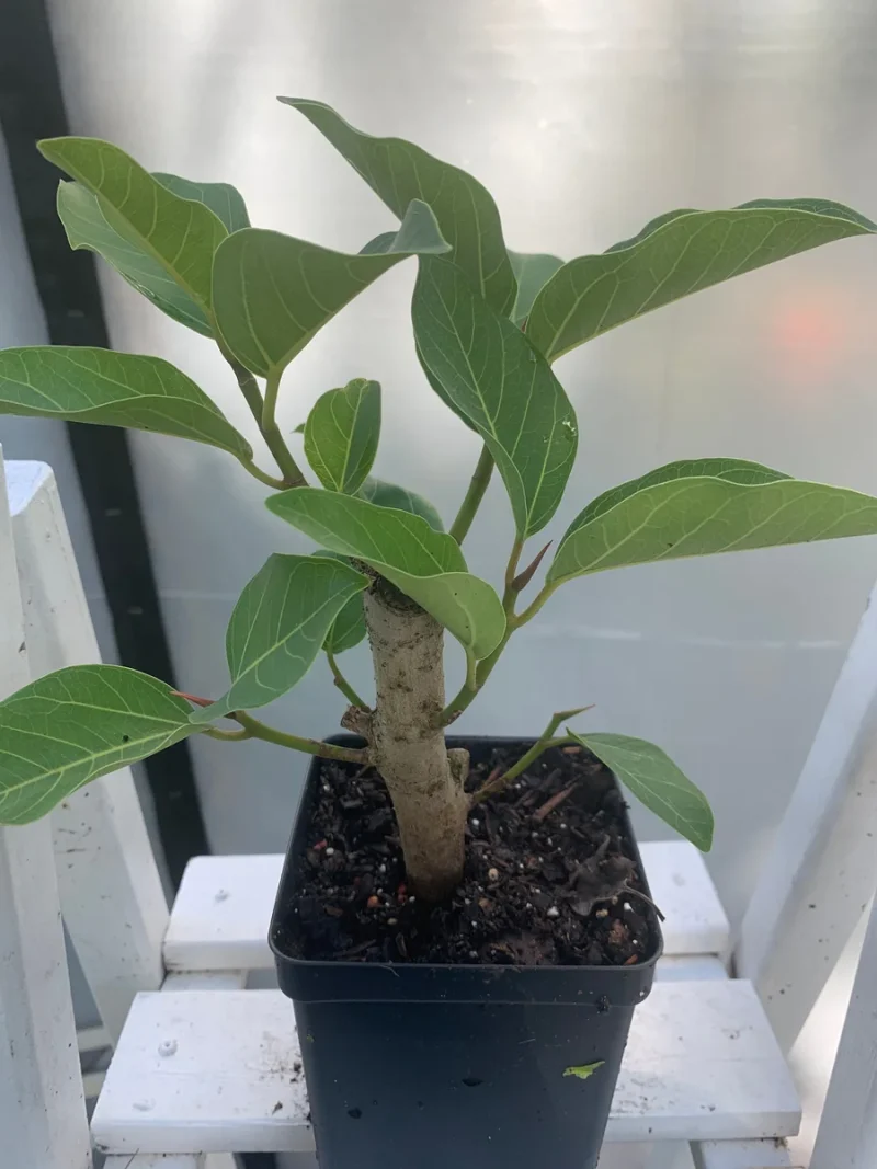 Ficus Audrey Live Plant - Healthy Banyan Tree for Indoors