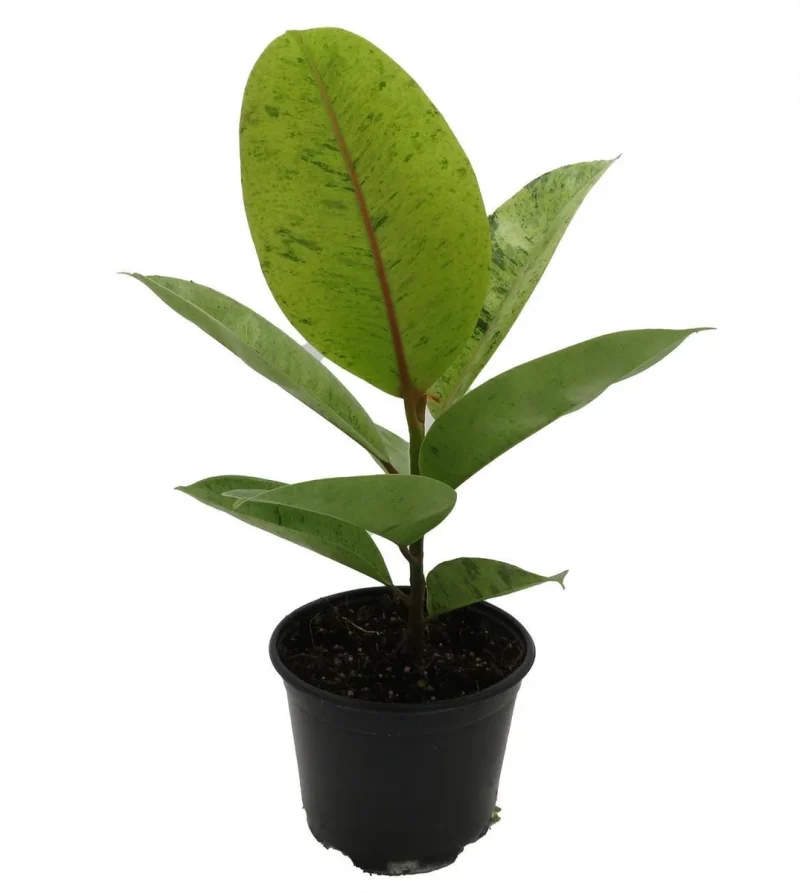 Rare Ficus Elastica Shivereana - Moonshine Rubber Tree Live Plant