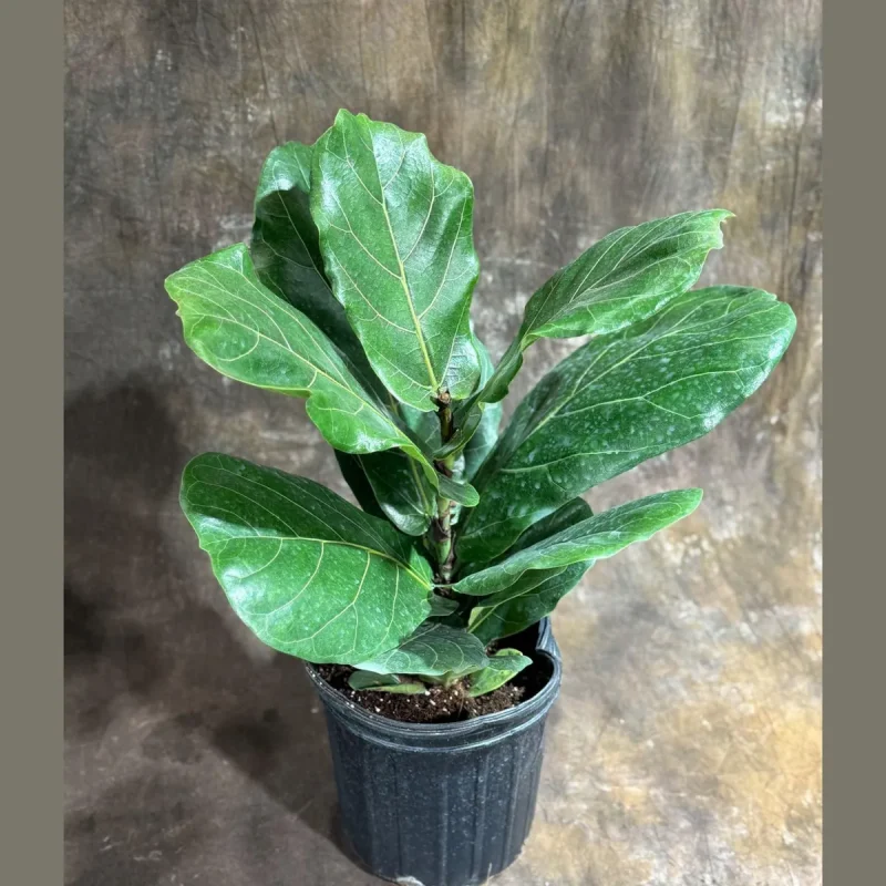 Fiddle Leaf Fig Tree - 2 Feet Tall Ficus Lyrata Plant