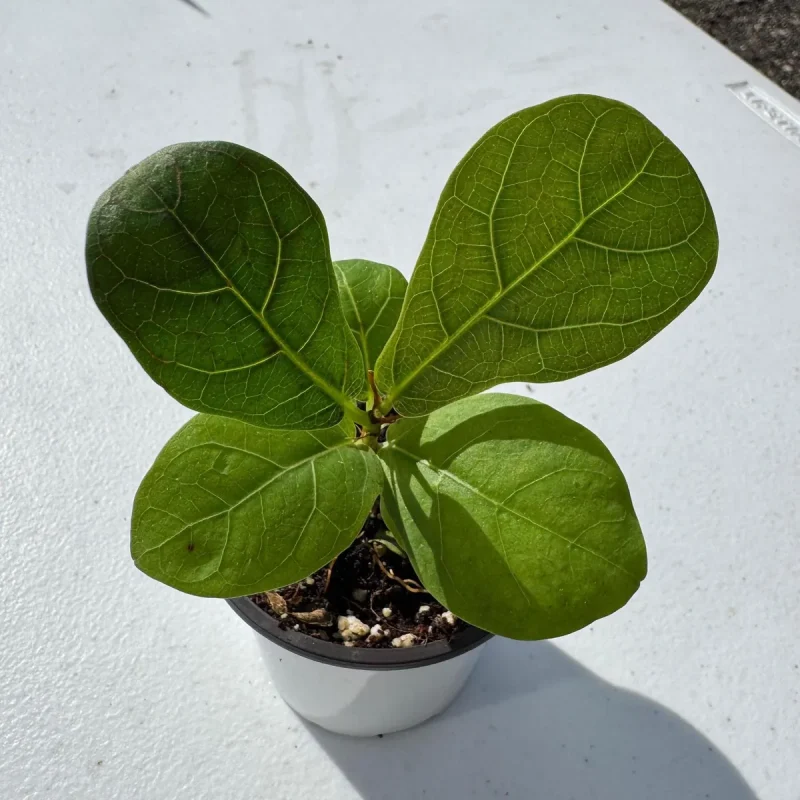 Fiddle Leaf Fig Tree - Ficus Lyrata Live Plant in 2 inch Pot