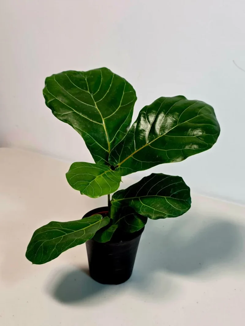 Fiddle Leaf Fig Tree Live Plant - Ficus Lyrata 4 inch Pot
