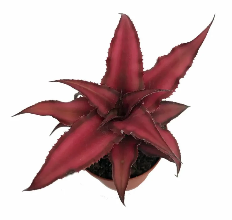 Fire Mystic Earth Star Plant - Cryptanthus - Easy Care - 2 inch Pot