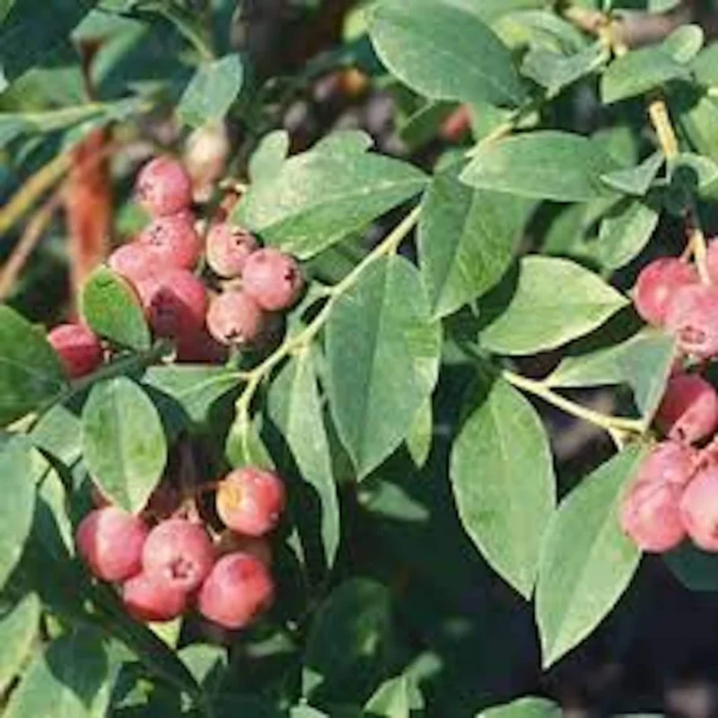 Florida Rose Rabbiteye Blueberry Live Plant - Fruit Bush