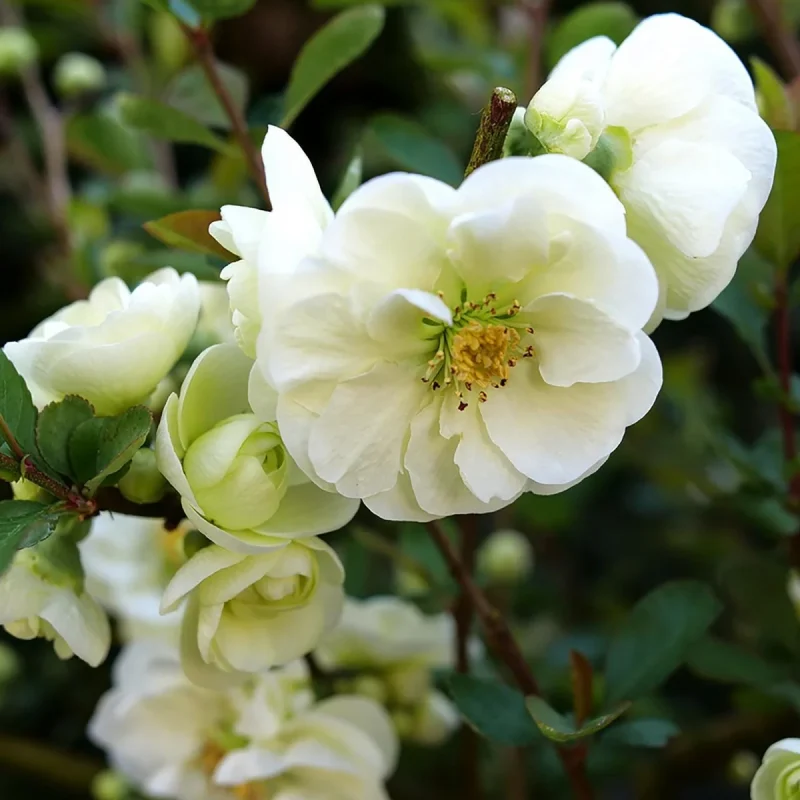 Flowering Quince Eternal White Live Plant - 4 inch Pot