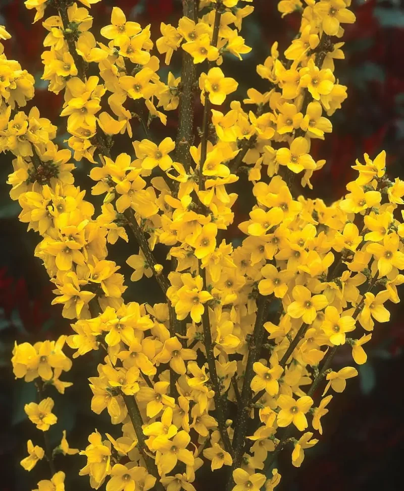 Compact Show Off Forsythia Live Plant - Superior Bloom Display
