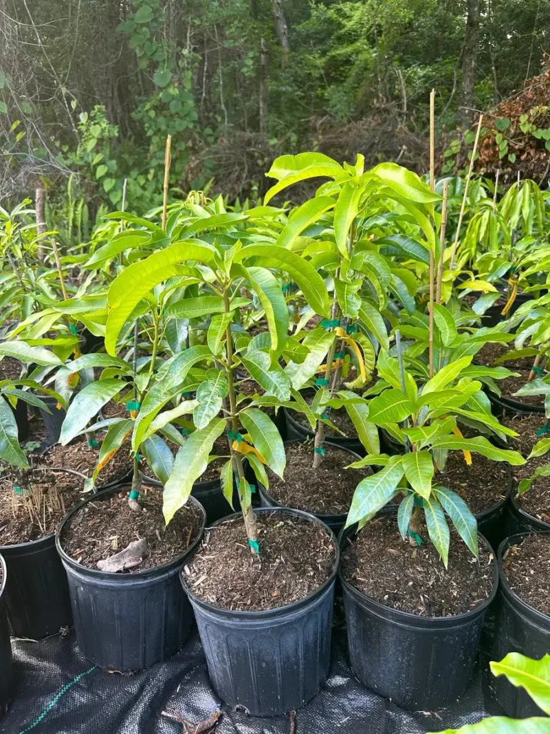 Fruit Punch Mango Tree Grafted - 2-4 Ft Tall Live Plant