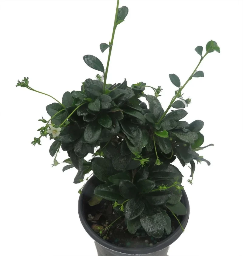 Fukien Tea Bonsai Tree - Carmona Indoor Houseplant in 4" Pot