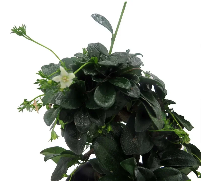 Fukien Tea Bonsai Tree - Carmona Indoor Houseplant in 4" Pot