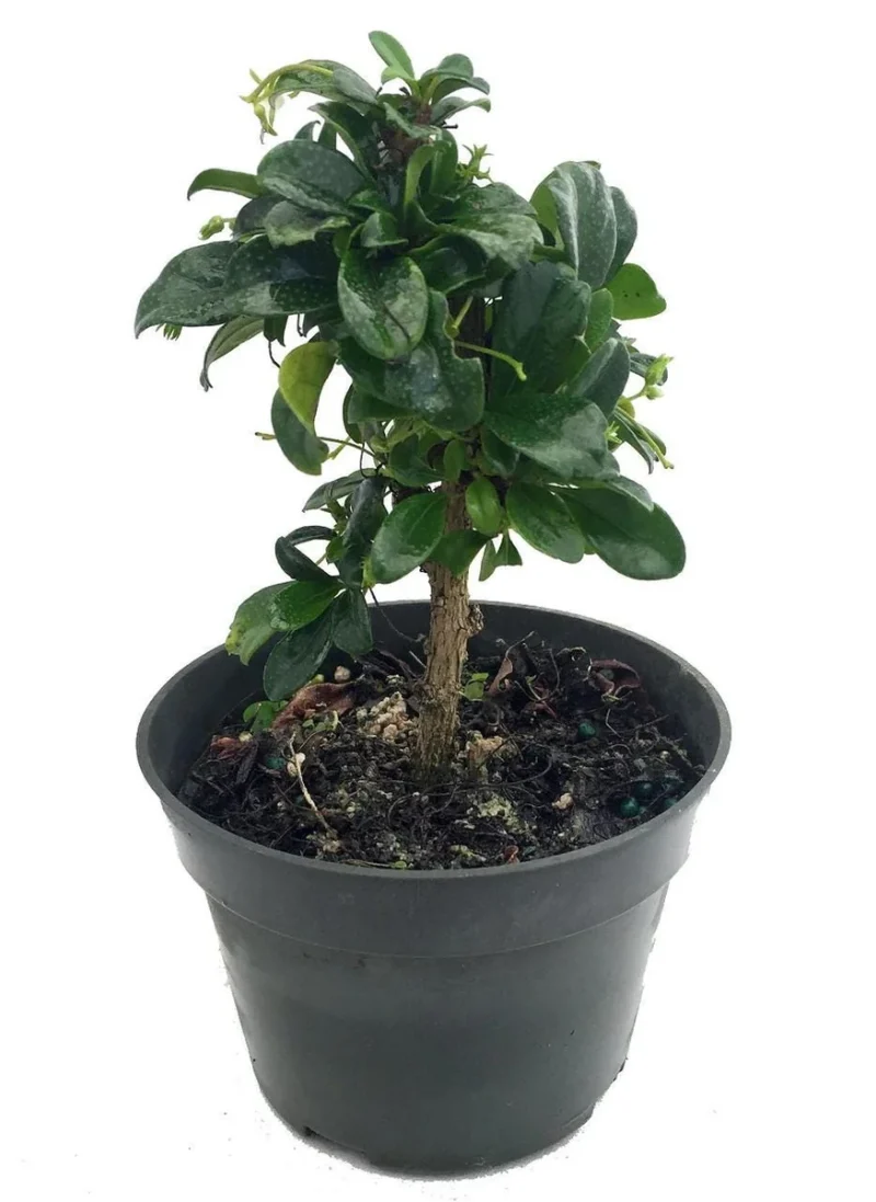 Fukien Tea Bonsai Tree - Carmona Indoor Houseplant in 4" Pot