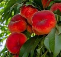 Galaxy Peach Tree Live Plant - 2-3 ft Tall, 3 Gallon Pot