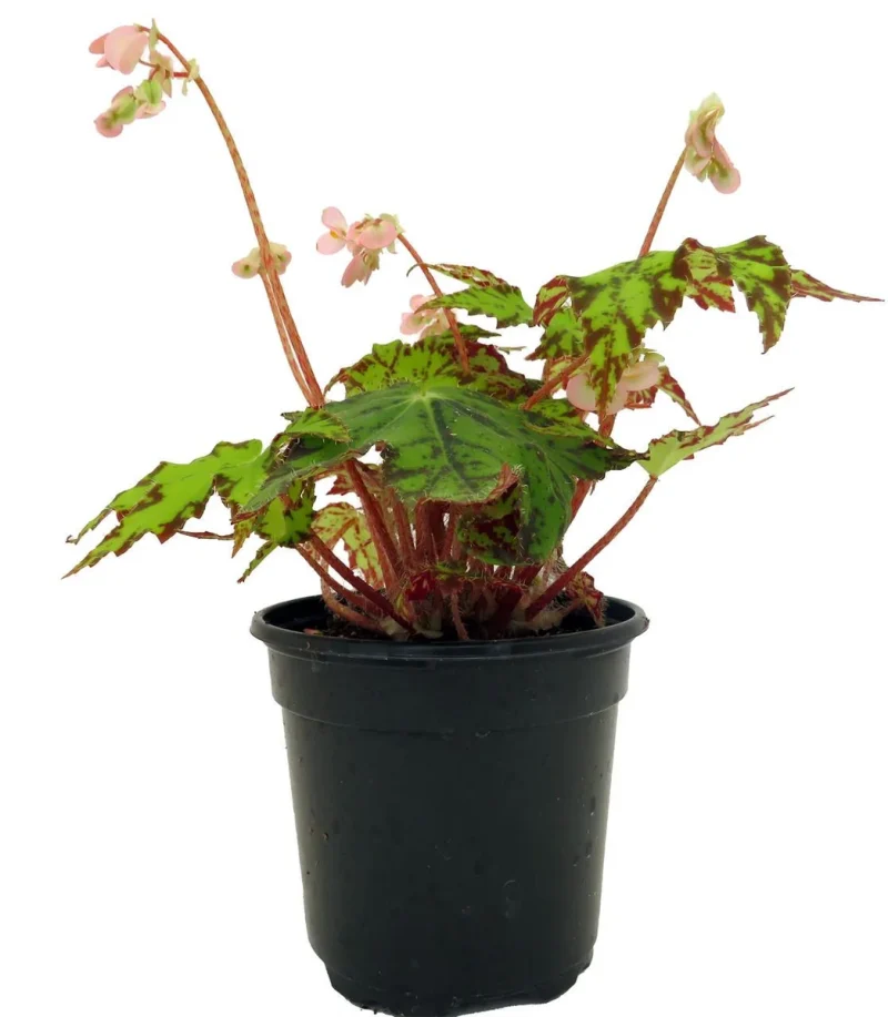 Geometry Begonia Houseplant - 4" Pot | Vibrant Foliage Plant