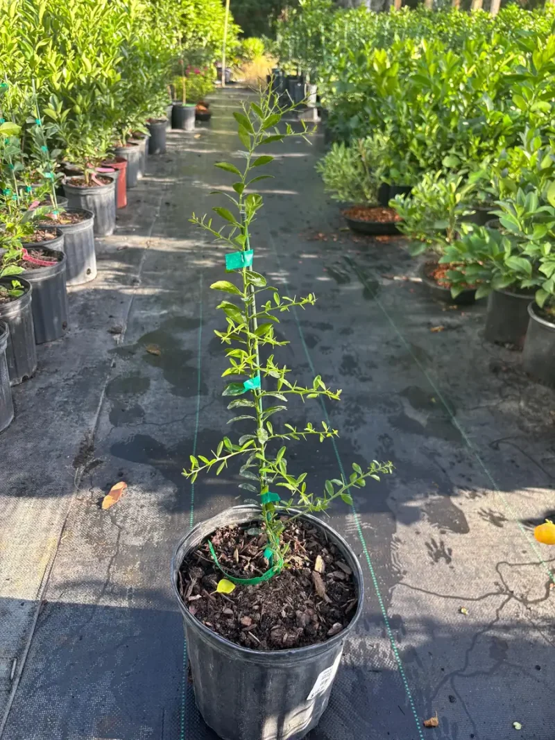 3 Gallon Giant Finger Lime Tree - Grafted & 1-2 ft Tall