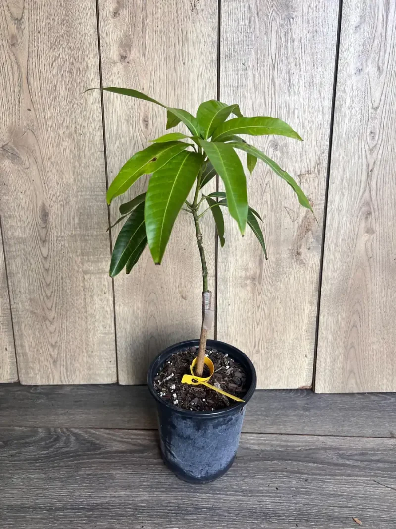 Glenn Mango Tree Live Plant - Grafted in 1/2 Gallon Pot