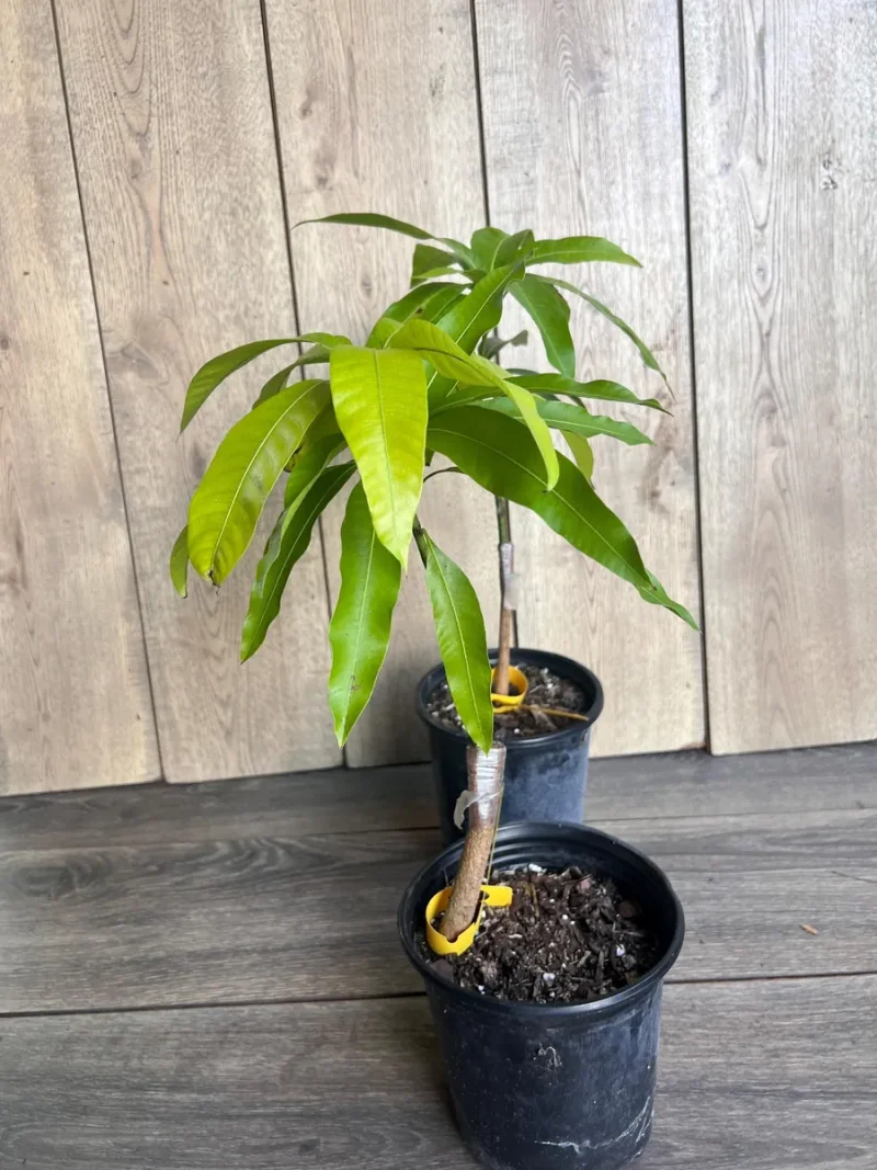 Glenn Mango Tree Live Plant - Grafted in 1/2 Gallon Pot