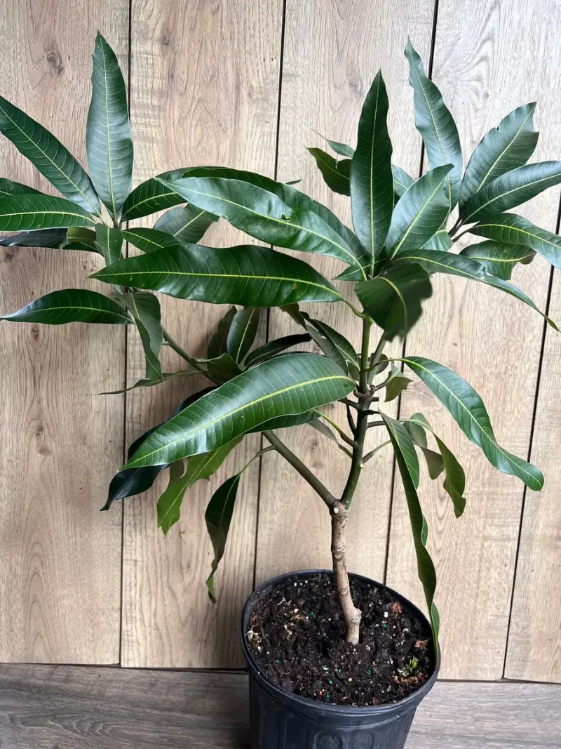 Glenn Mango Tree - Grafted Fruit Tree for Home Gardens