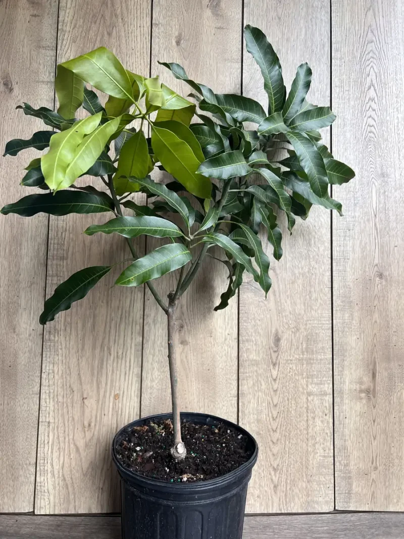 Glenn Mango Tree - Grafted Fruit Tree for Home Gardens