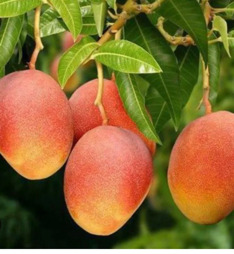 Glenn Mango Tree - Grafted Fruit Tree for Home Gardens