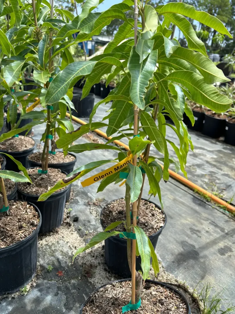 Grafted Glenn Mango Tree - 3 Gallon Pot - Live Tropical Plant