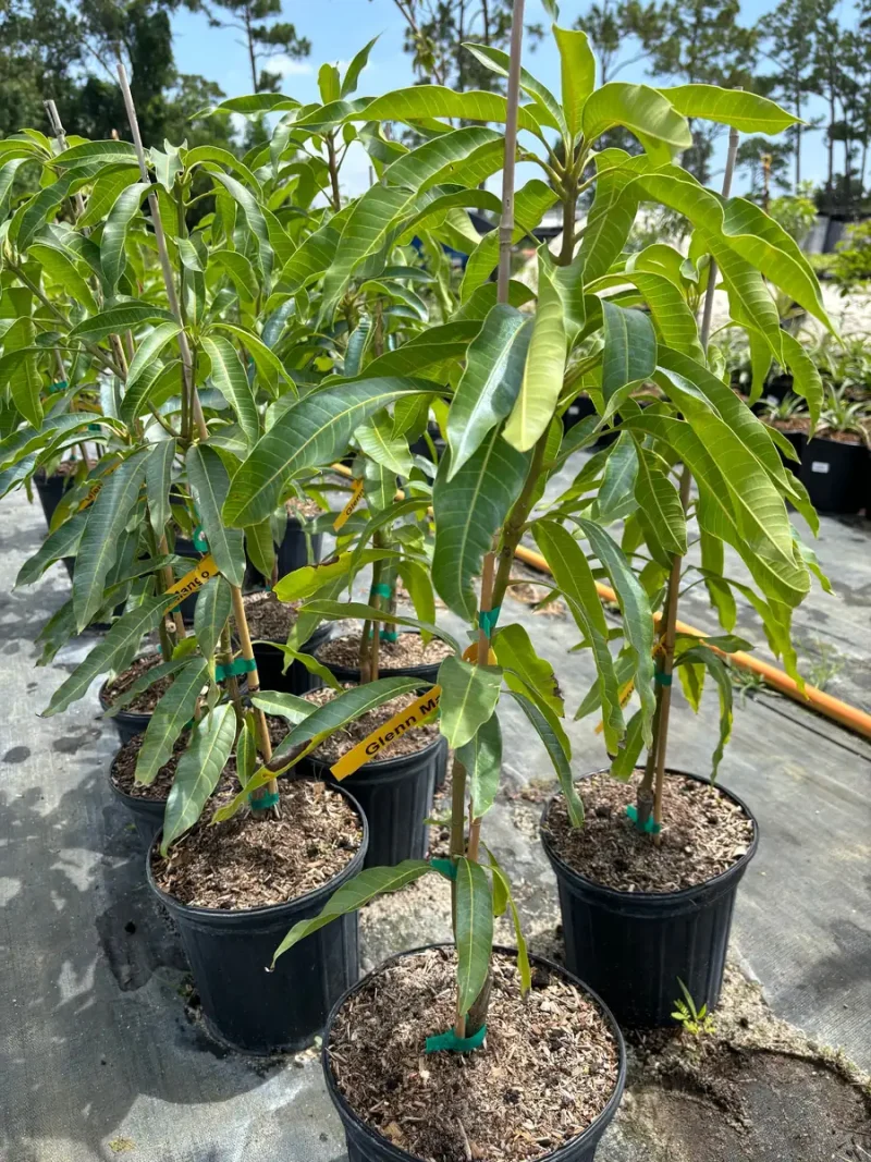 Grafted Glenn Mango Tree - 3 Gallon Pot - Live Tropical Plant
