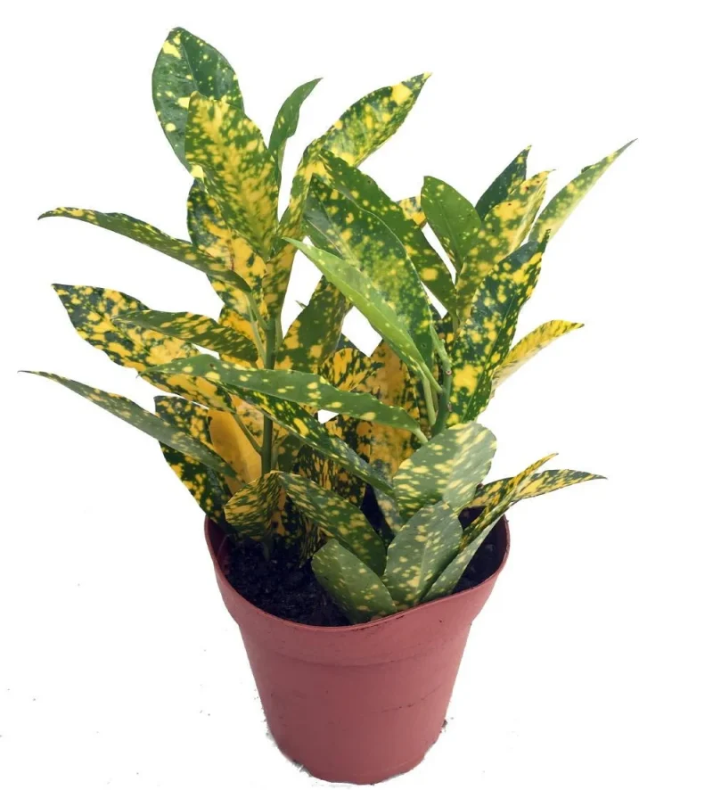 Gold Dust Croton - 4" Pot - Colorful Indoor House Plant