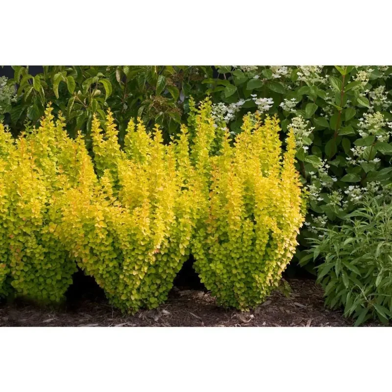 Gold Pillar Barberry Live Plant - Golden Foliage Shrub