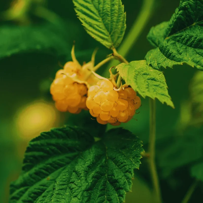 Golden Anne Raspberry Plant - Everbearing Bare Root Cane