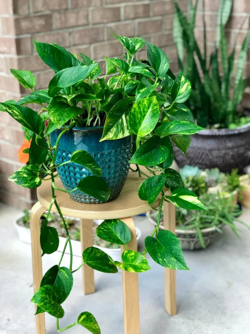 Golden Pothos Live Plant - Easy Care Houseplant & Air Purifier