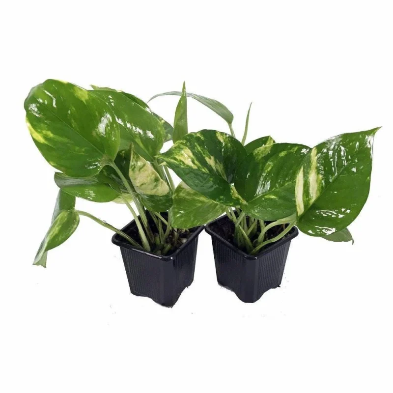 Golden Pothos Live Plant - Devil's Ivy - 2 Plants, 3" Pots