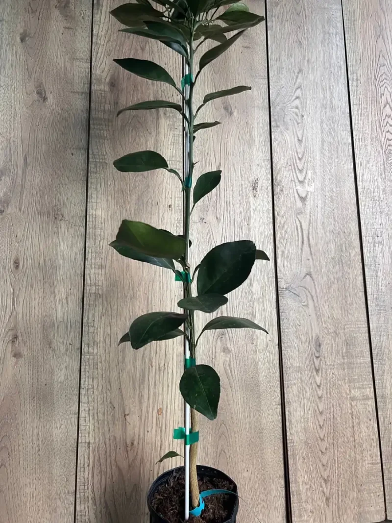 Grafted Shiranui Dekopon Mandarin Orange Tree - Half Gallon Pot