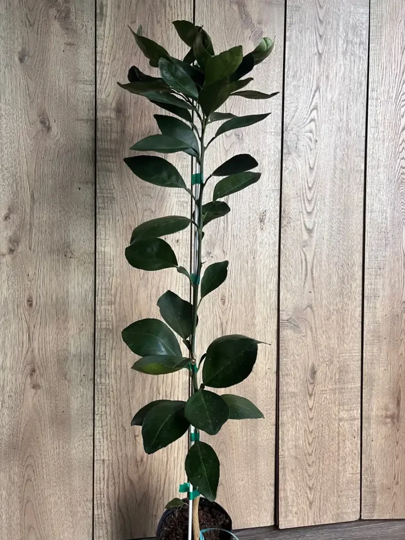 Grafted Shiranui Dekopon Mandarin Orange Tree - Half Gallon Pot