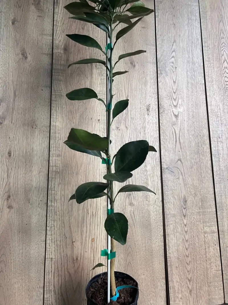 Grafted Shiranui Dekopon Mandarin Orange Tree - Half Gallon Pot