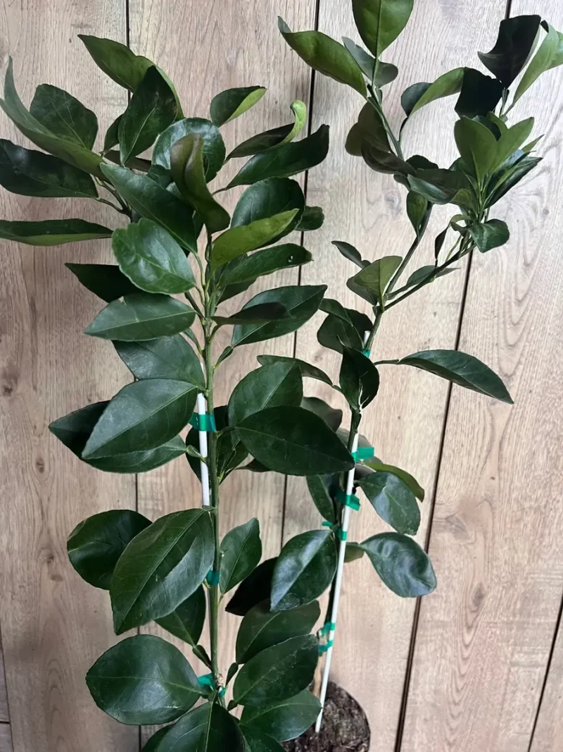 Grafted Shiranui Dekopon Mandarin Orange Tree - Half Gallon Pot