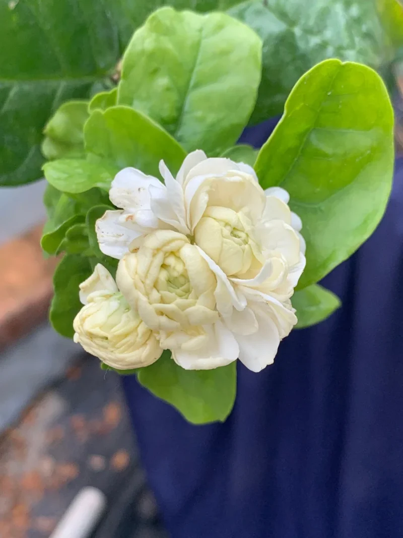 Grand Duke Jasmine Live Plant: Fragrant White Flowers, 2-Year Bush