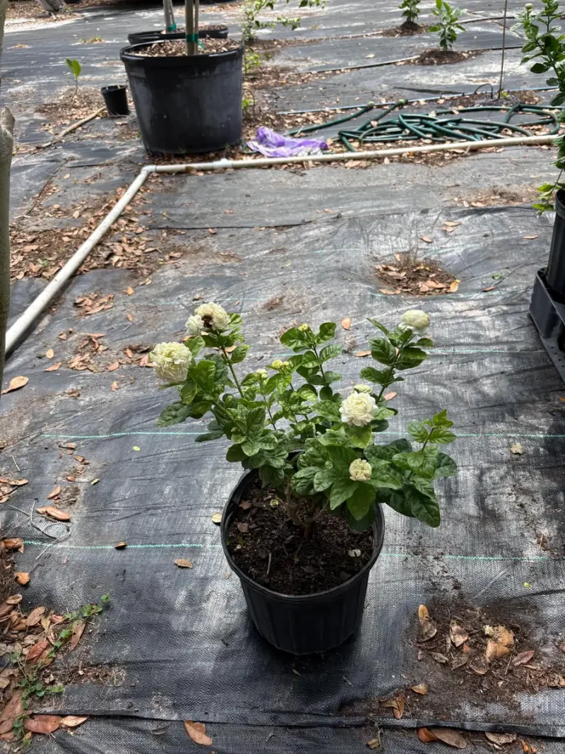 Grand Duke Jasmine Plant - Fragrant White Flowers, 2-Year Bush