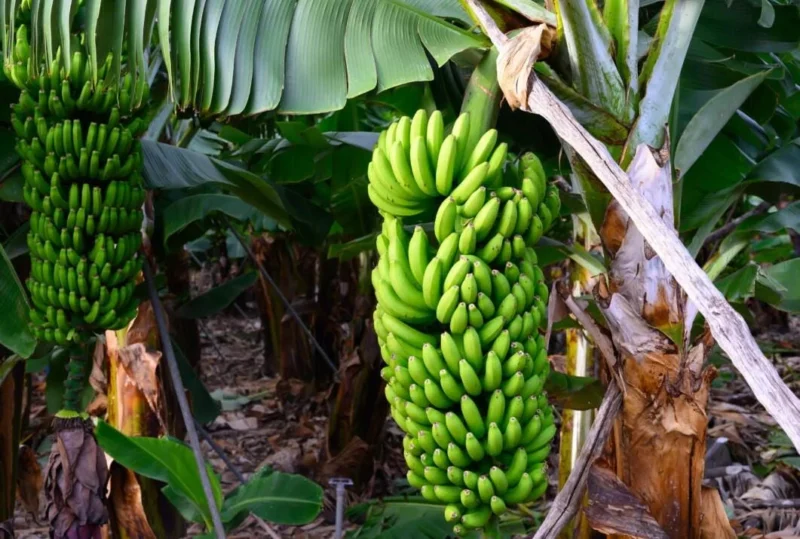 Grand Nain Banana Plant - Tropical Fruit Tree Starter - Live Plant