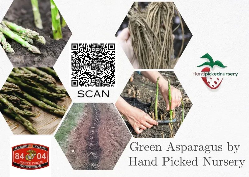 Grande Asparagus Crowns - 2 Year Old Plants for Your Garden