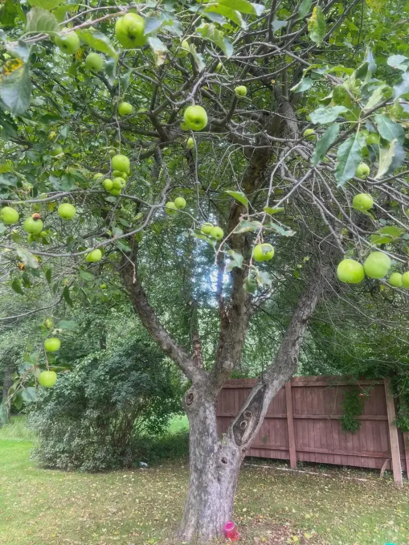 Granny Smith Apple Tree - Grafted Fruit Tree - 1 Gallon Pot